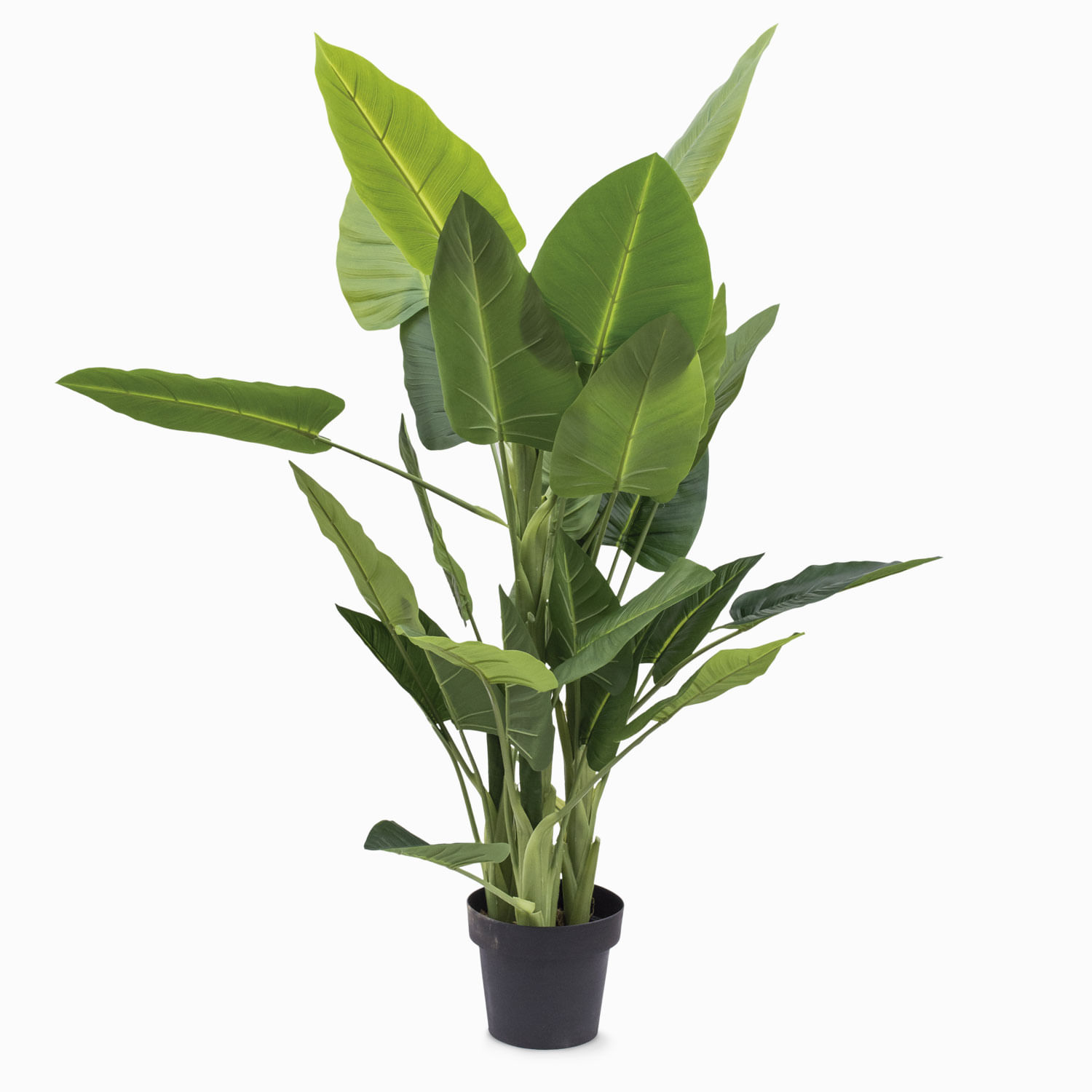 Planta cala lily - Ambiente Gourmet | Ambiente Living